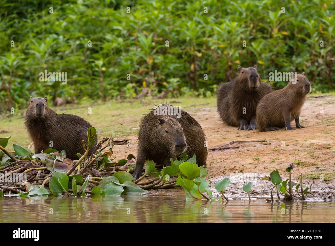 Group of capybaras Stock Photo - Alamy