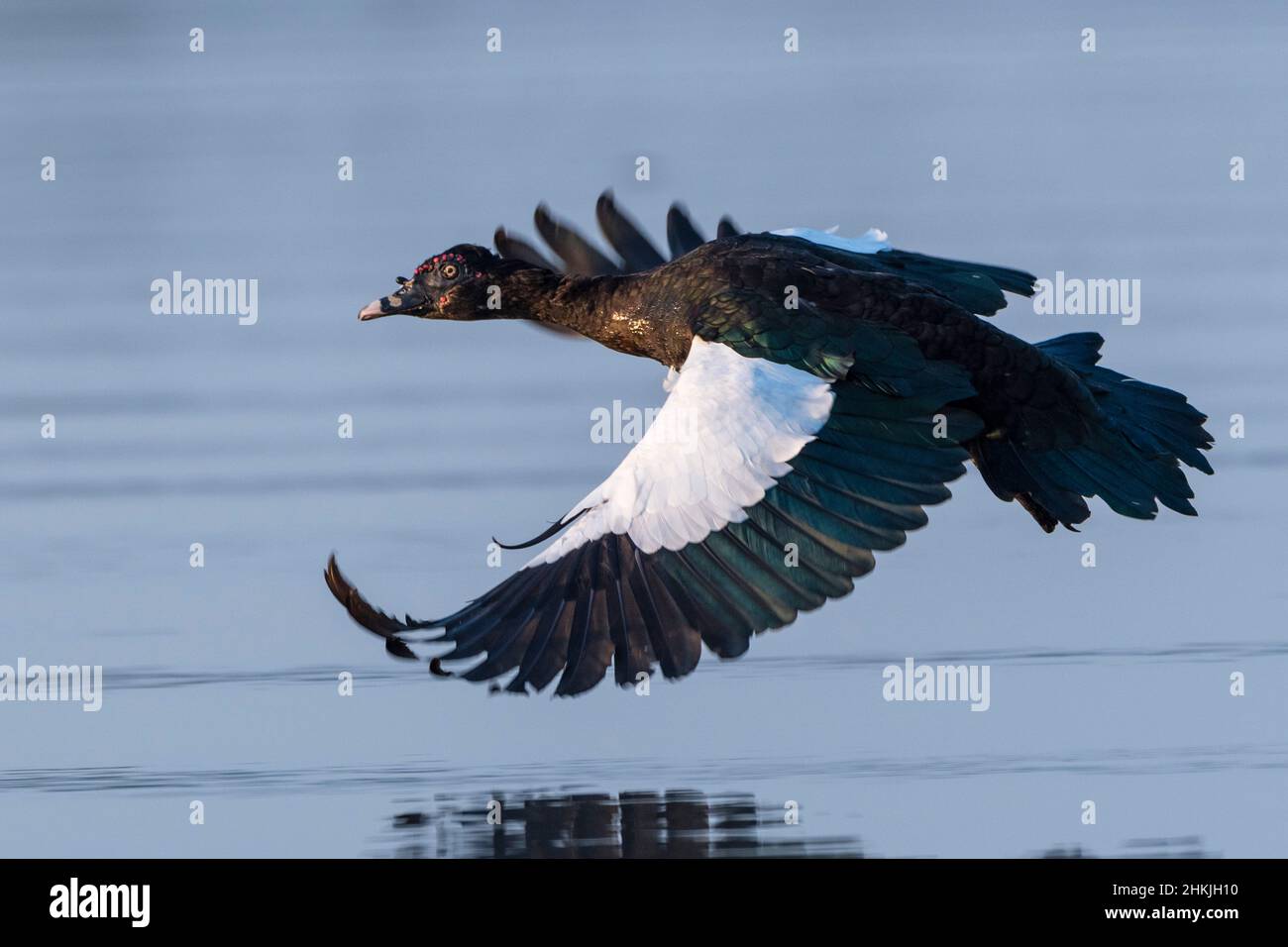 Muscovy duck in flight Stock Photo - Alamy