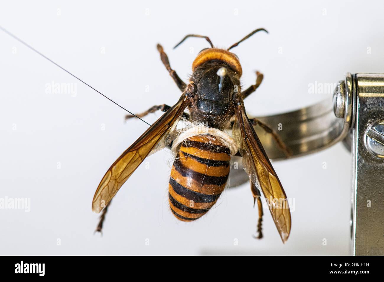 Captured Asian giant hornet Stock Photo - Alamy