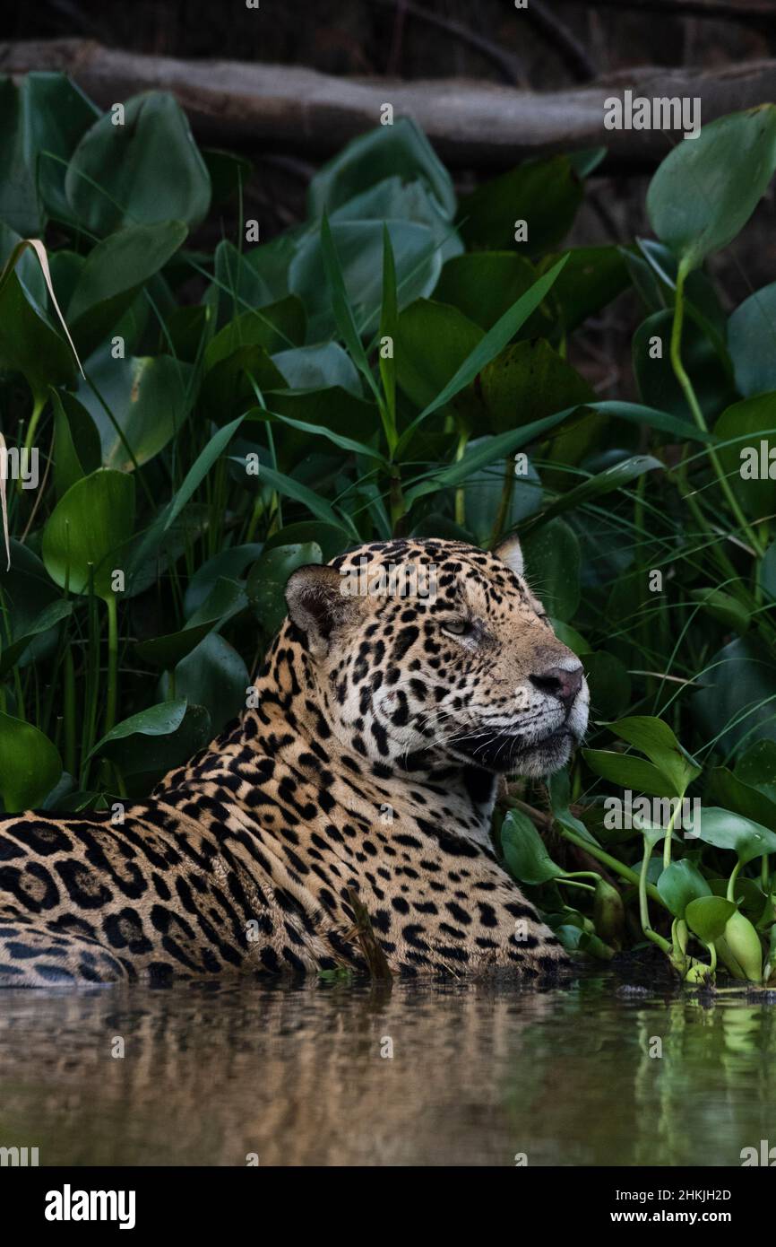 Jaguar in the water Stock Photo - Alamy