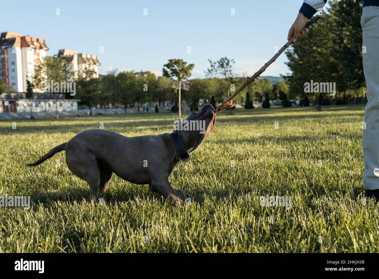 Apbt american pitbull terrier dog play biting wooden stick in the field ...