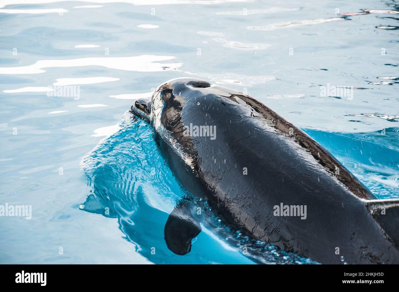 Dolphin white background hi-res stock photography and images - Alamy