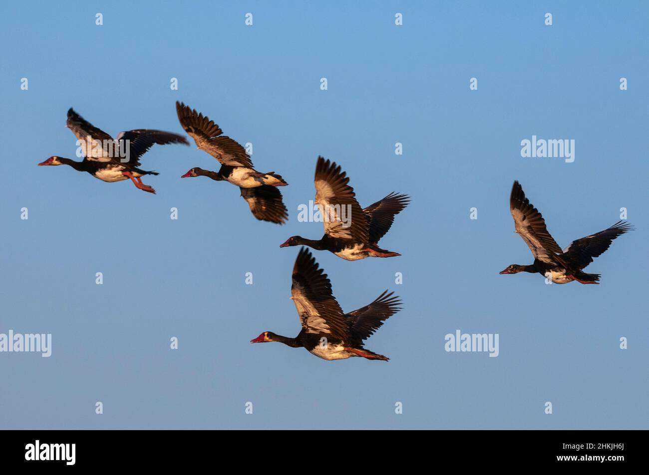 Flock of spur-winged geese in flight Stock Photo - Alamy