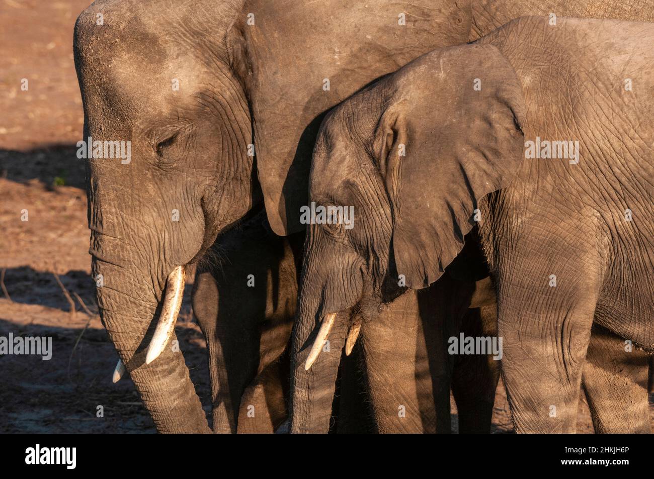 Elephant cow with calf Stock Photo - Alamy