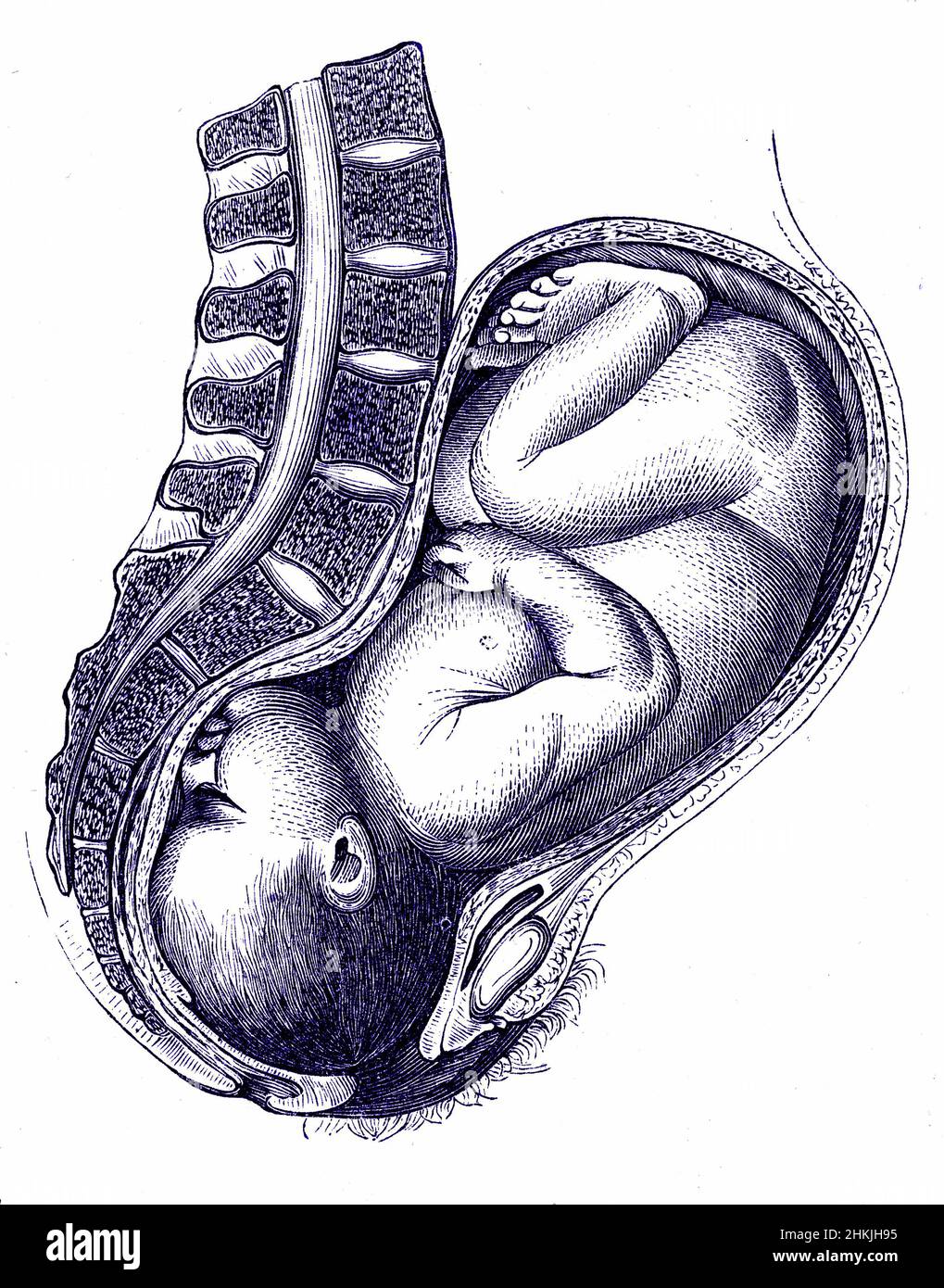 Child in birth position, 19th century illustration Stock Photo - Alamy