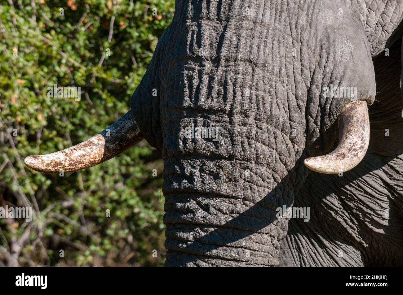 Tusks and trunk of an African elephant Stock Photo - Alamy