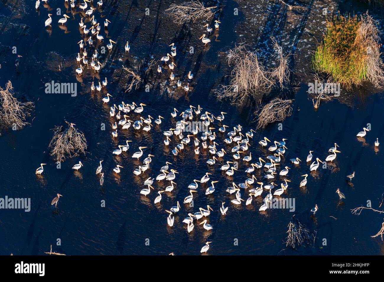 Great white pelicans, aerial photograph Stock Photo - Alamy