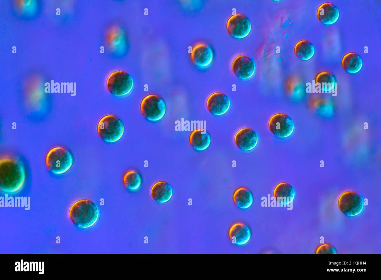 Porphyridium sp. red algae, light micrograph Stock Photo - Alamy