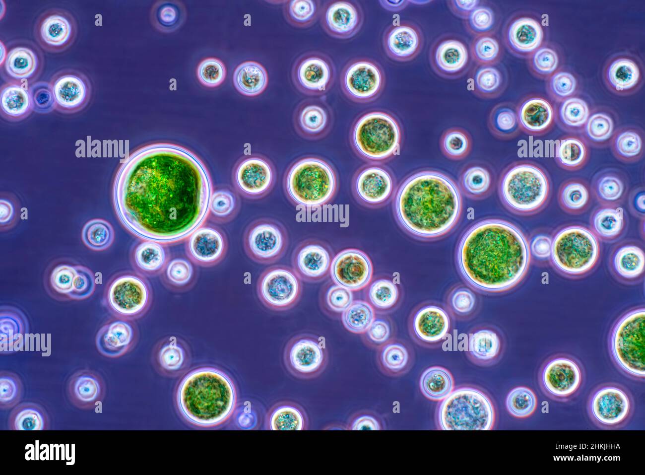Chlorella sp., green algae, light micrograph Stock Photo - Alamy