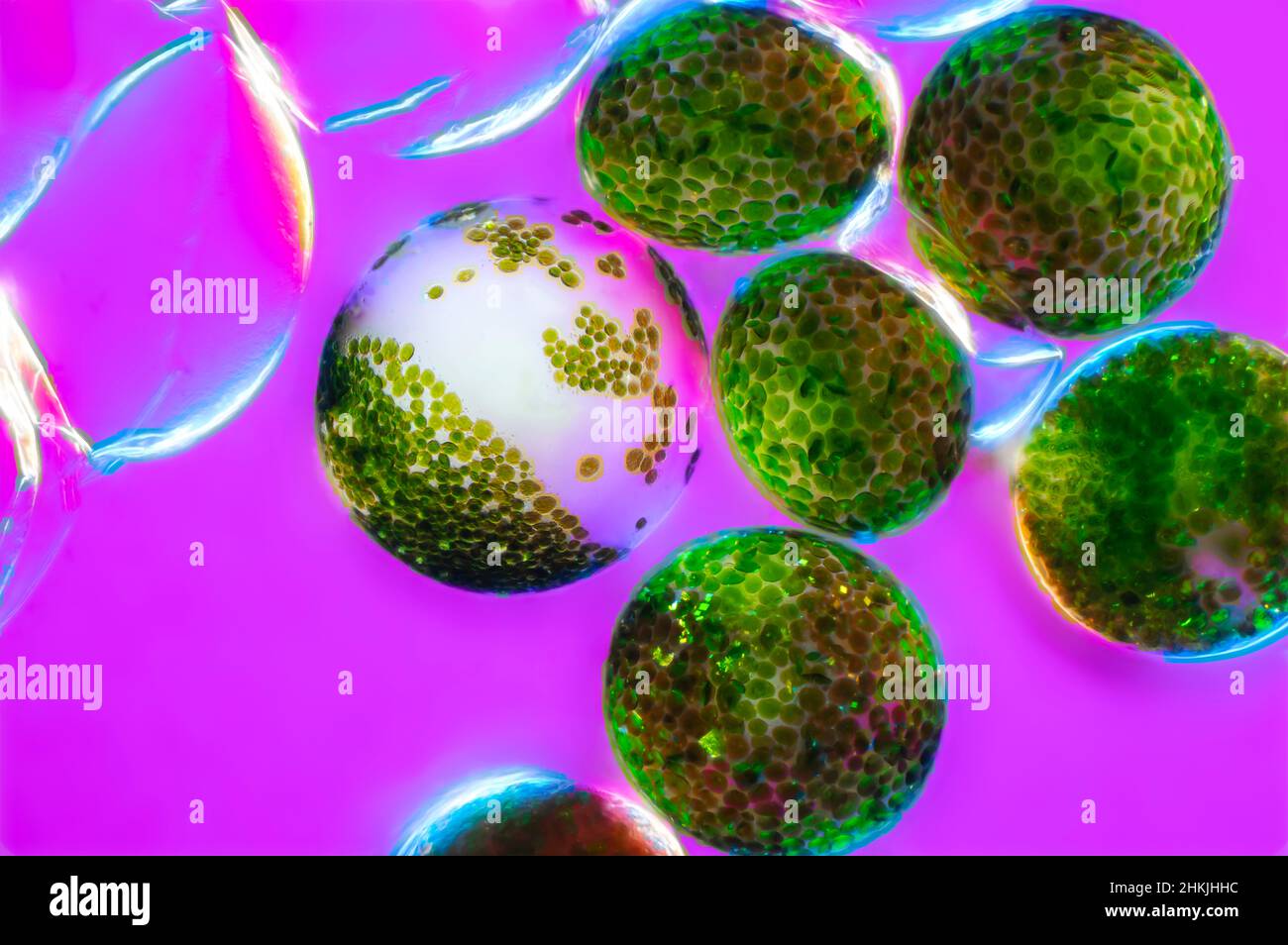 Eremosphaera viridis, light micrograph Stock Photo - Alamy