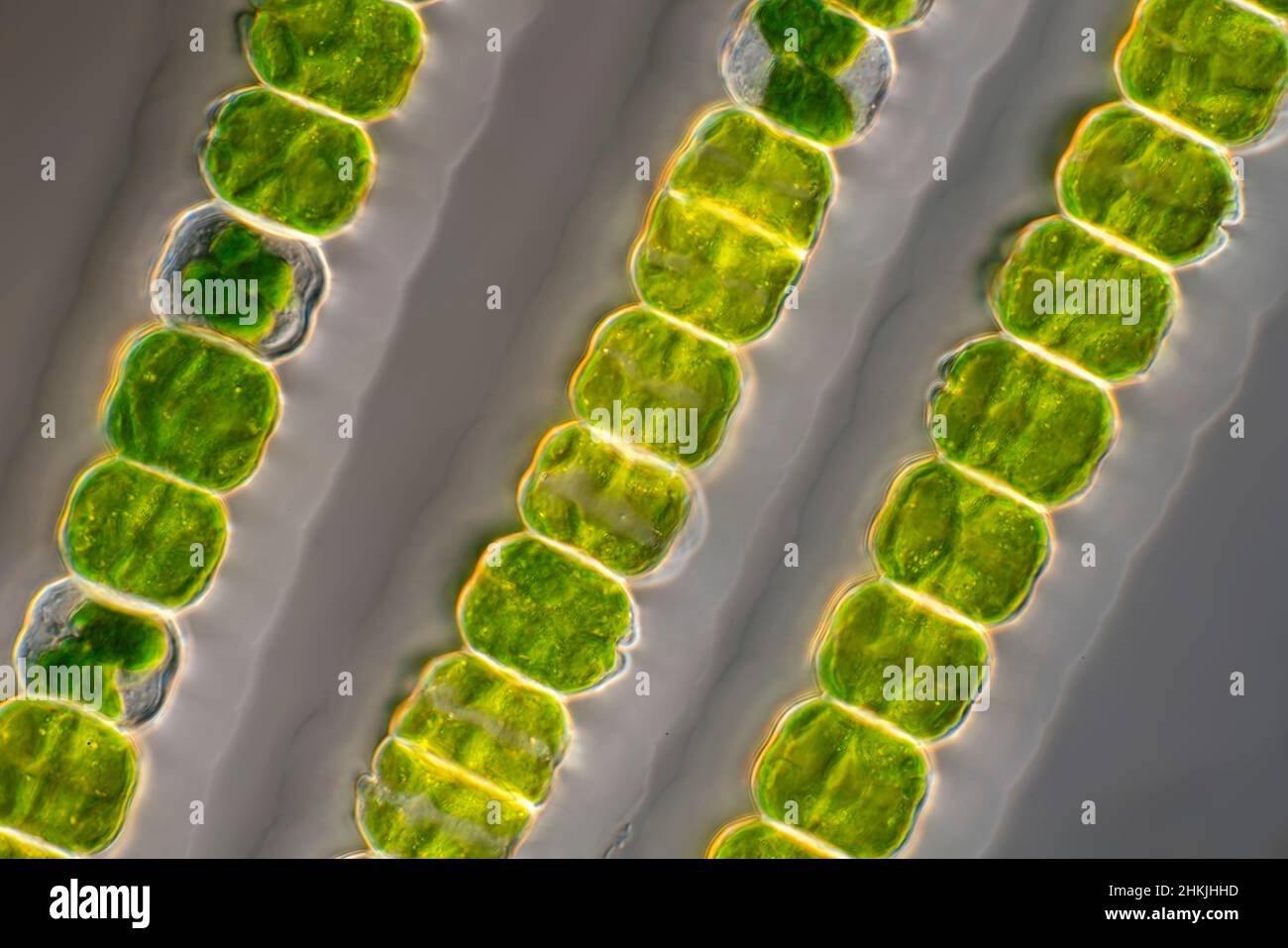 Desmidium coarctatum green algae, light micrograph Stock Photo - Alamy