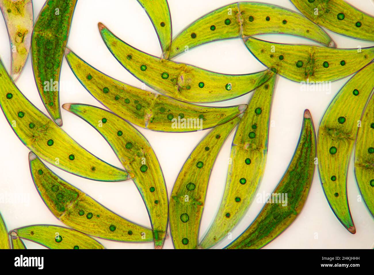 Closterium sp. green algae, light micrograph Stock Photo - Alamy