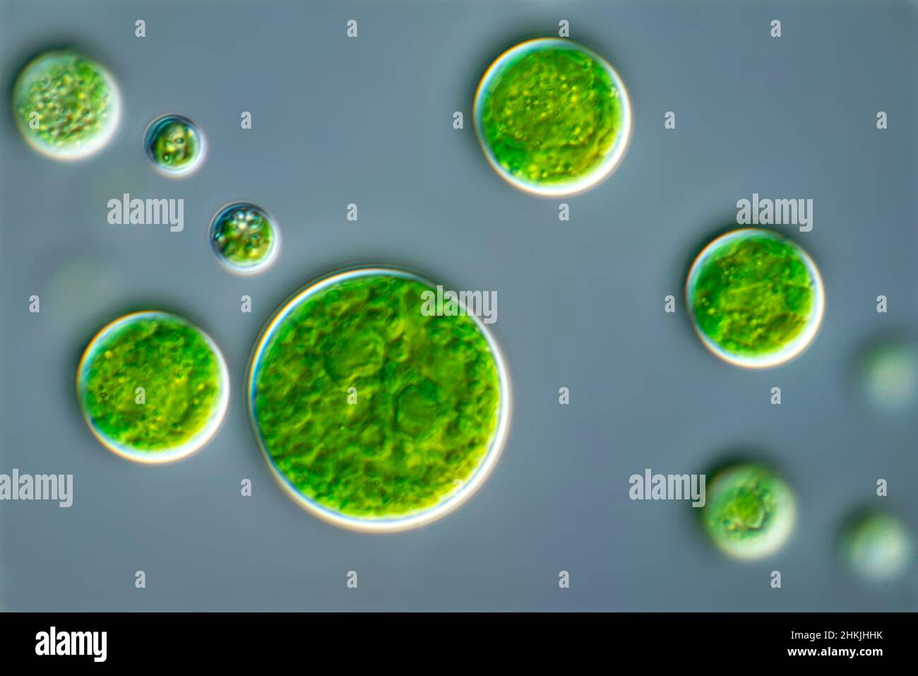 Chlorella sp., green algae, light micrograph Stock Photo - Alamy