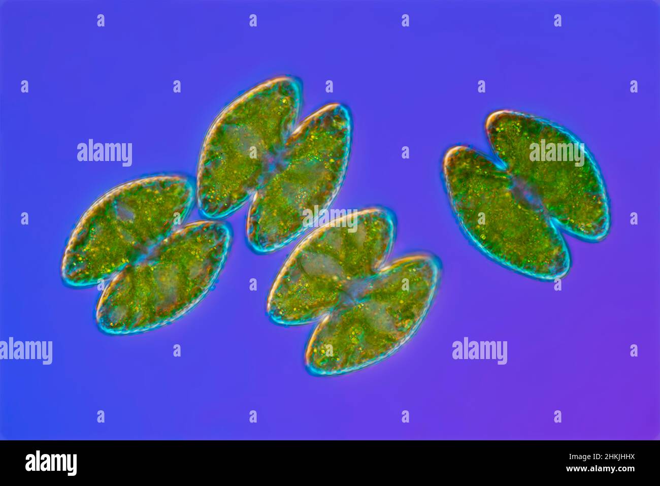 Cosmarium raciborski, green algae, light micrograph Stock Photo - Alamy