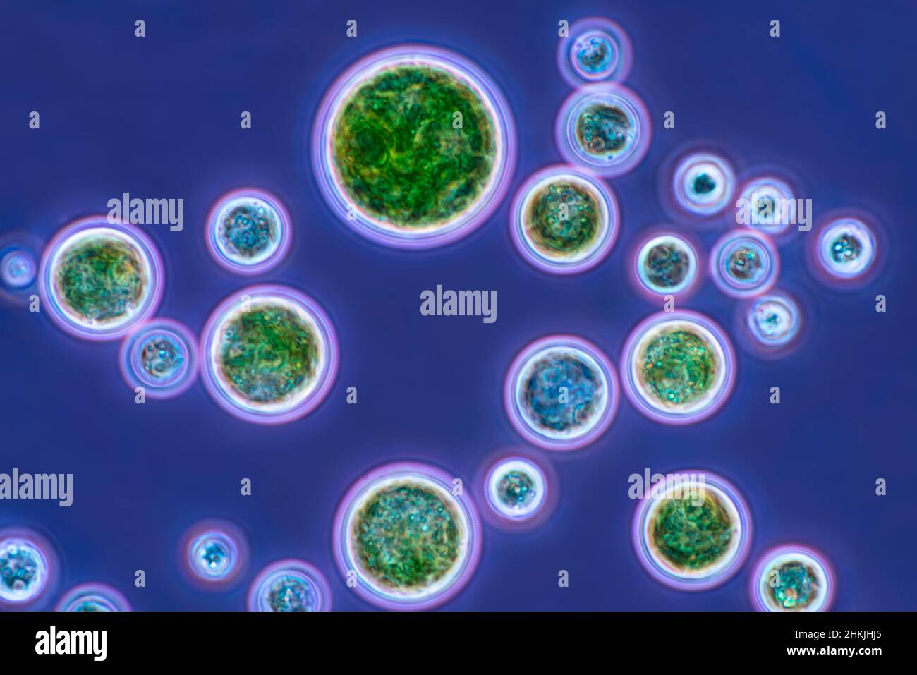 Chlorella sp., green algae, light micrograph Stock Photo - Alamy