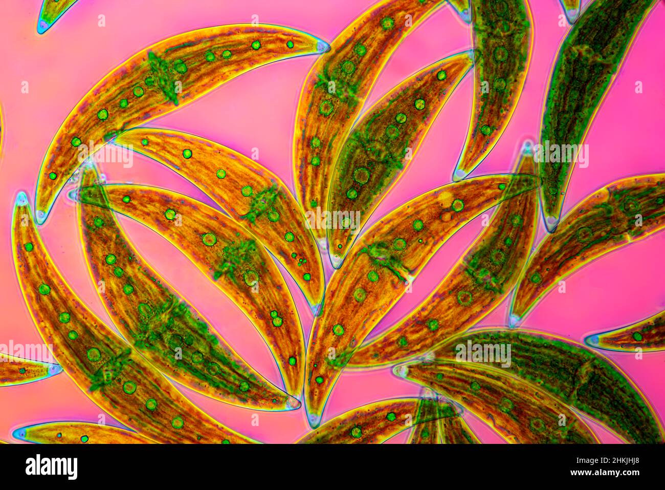 Closterium sp. green algae, light micrograph Stock Photo - Alamy