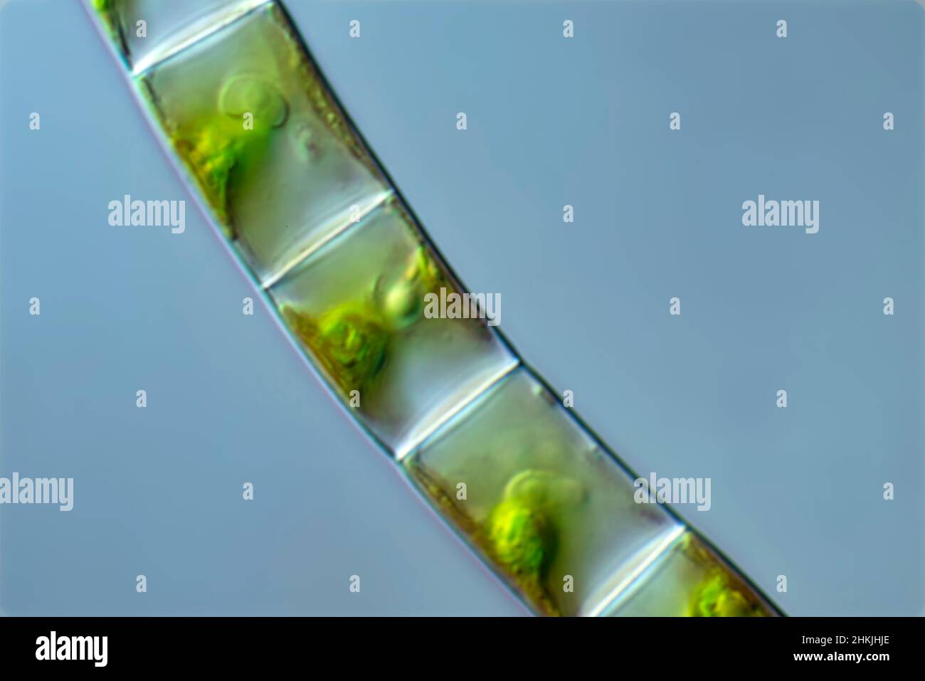 Draparnaldia green algae, light micrograph Stock Photo - Alamy
