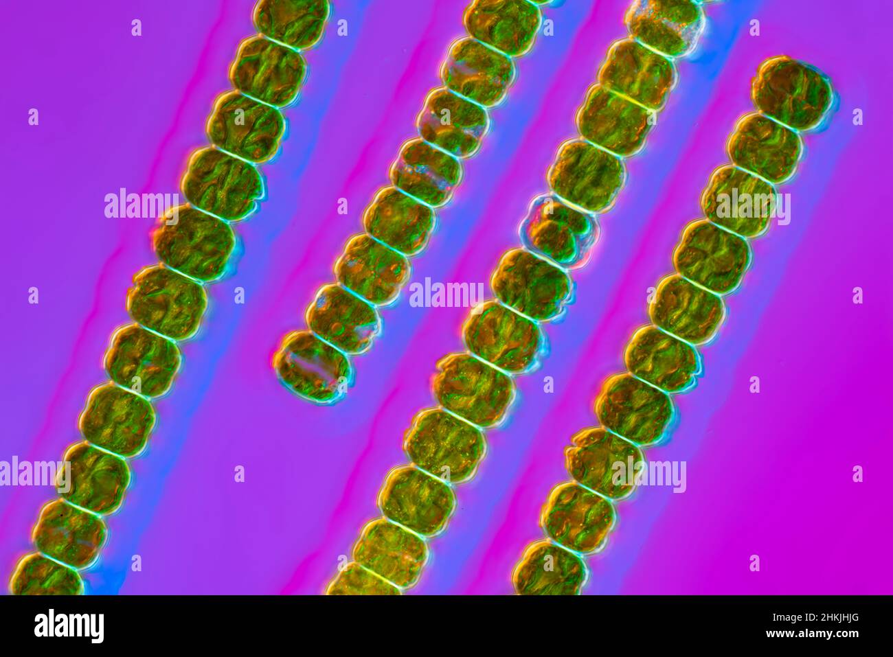 Desmidium sp. green algae, light micrograph Stock Photo - Alamy