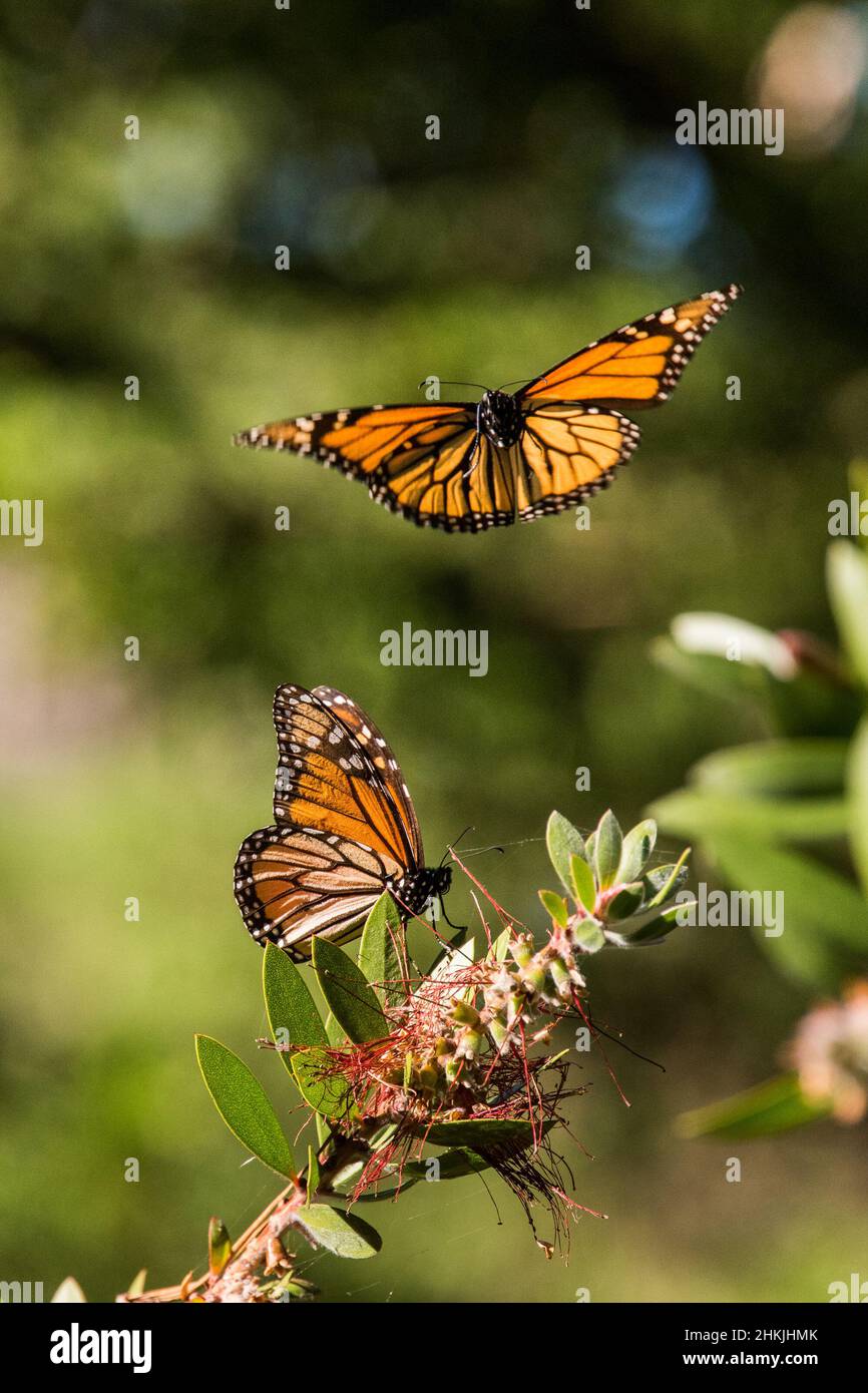Pacific Grove Monarch Butterfly Sanctuary Stock Photo - Alamy