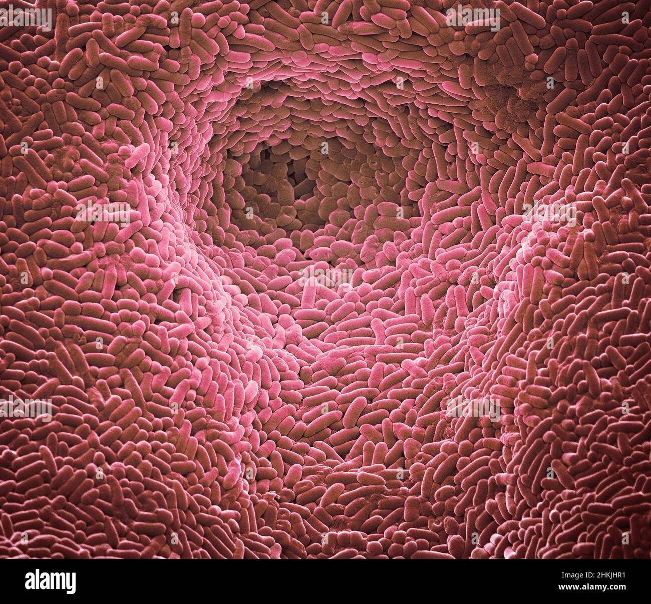Skin bacteria, SEM Stock Photo - Alamy