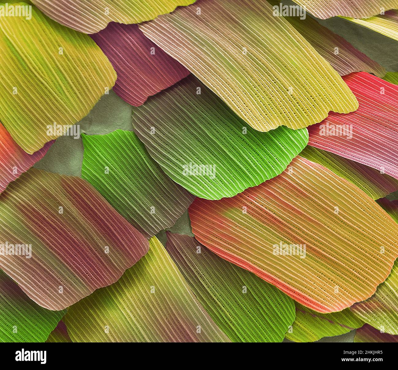 Moth wing scales, SEM Stock Photo - Alamy