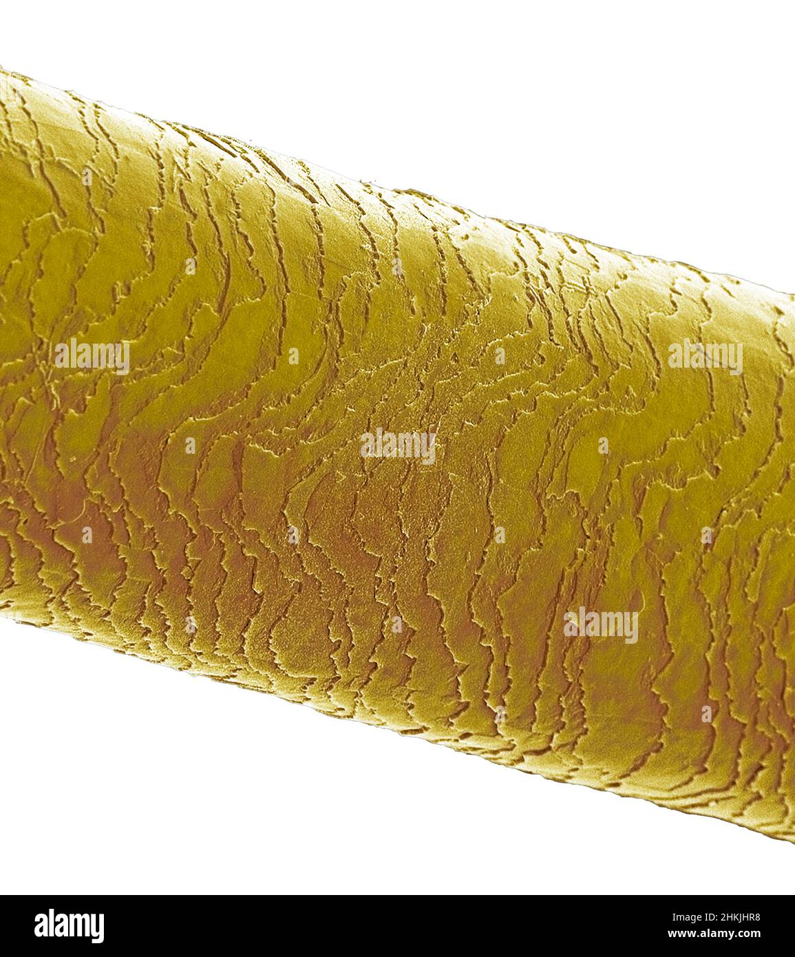 Human head hair, SEM Stock Photo - Alamy