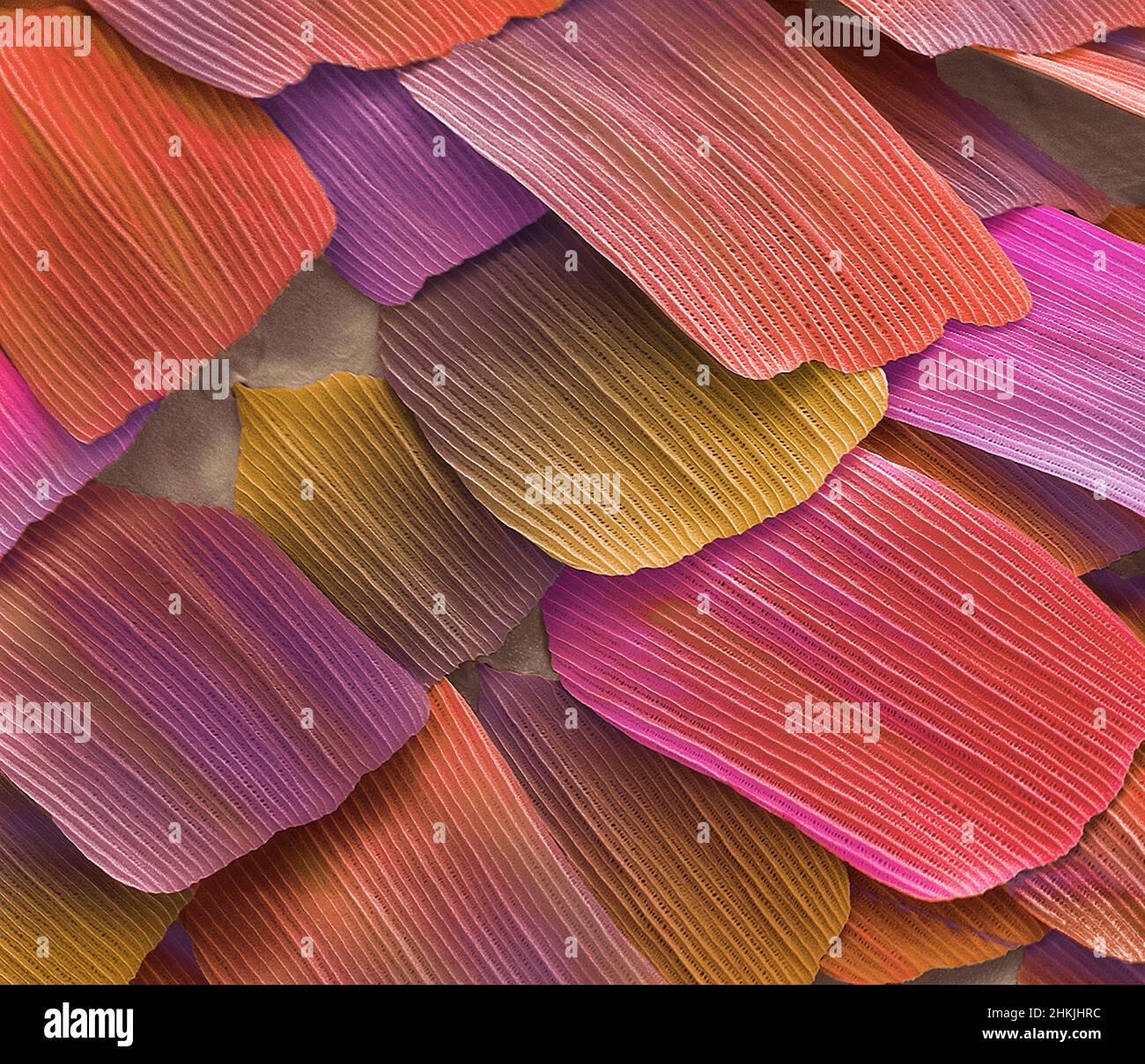 Moth wing scales, SEM Stock Photo - Alamy