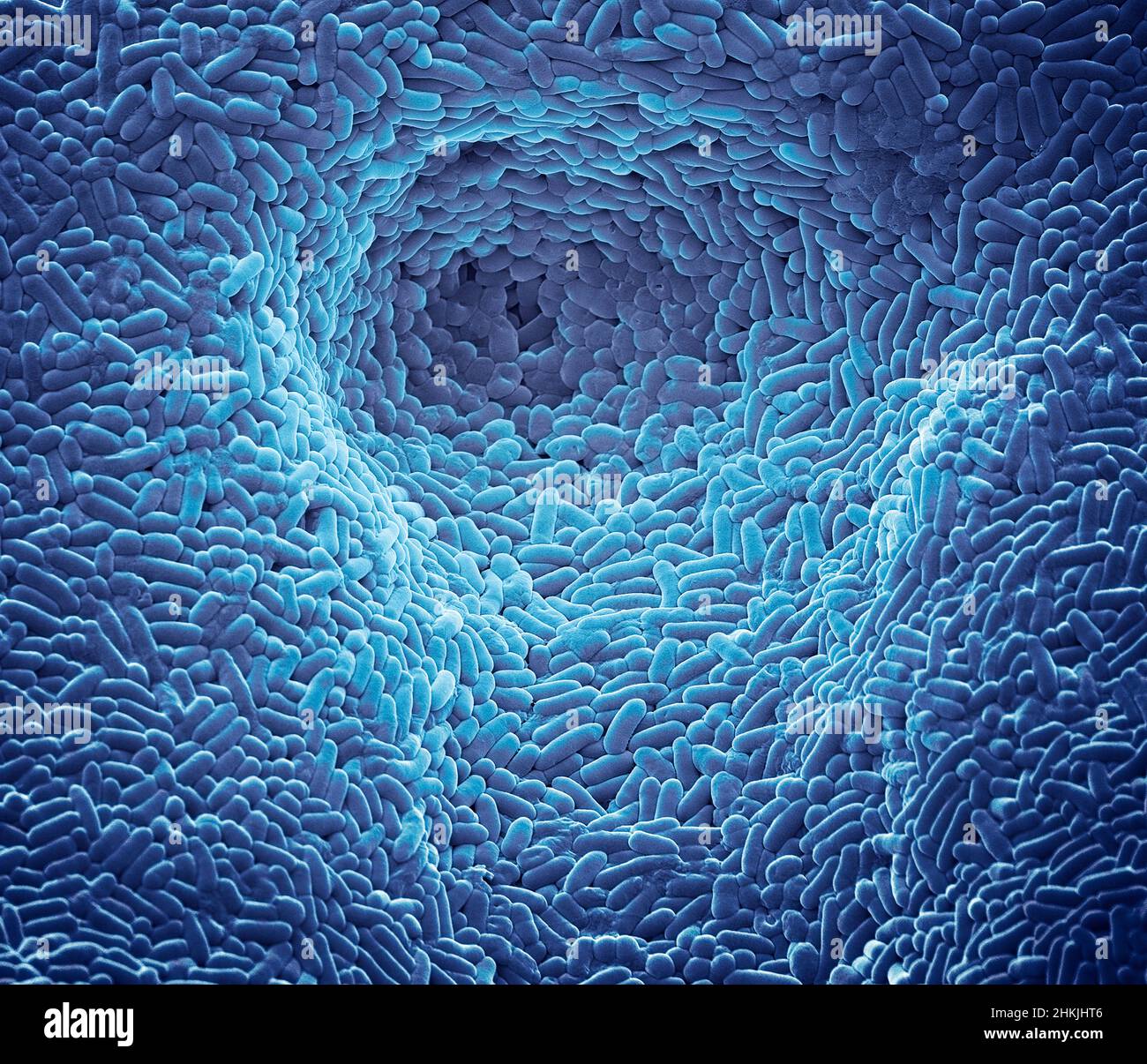 Skin bacteria, SEM Stock Photo - Alamy
