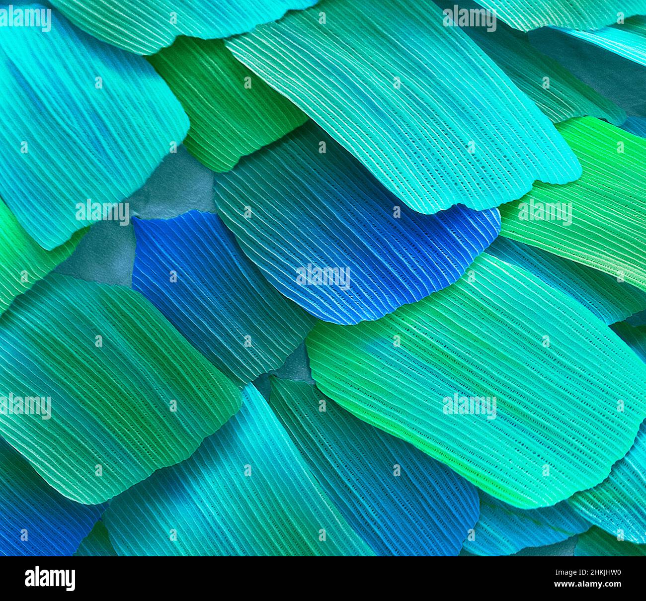 Moth wing scales, SEM Stock Photo - Alamy