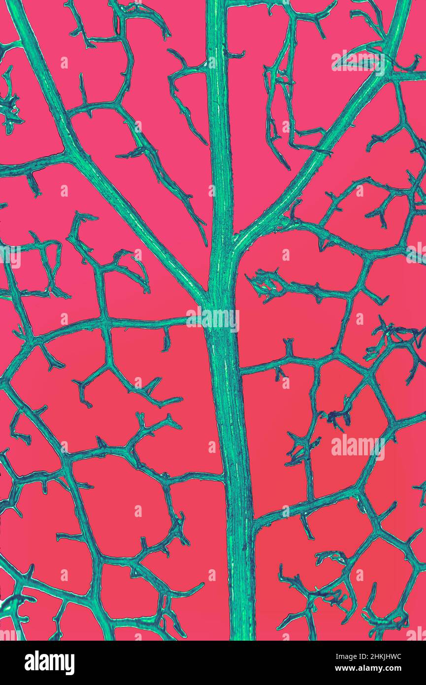 Leaf skeleton of common ivy, Hedera helix Stock Photo - Alamy