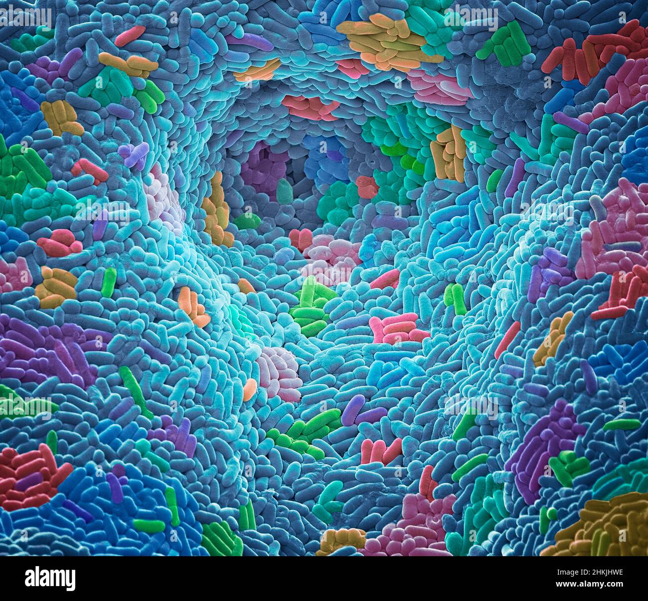 Skin bacteria, SEM Stock Photo - Alamy