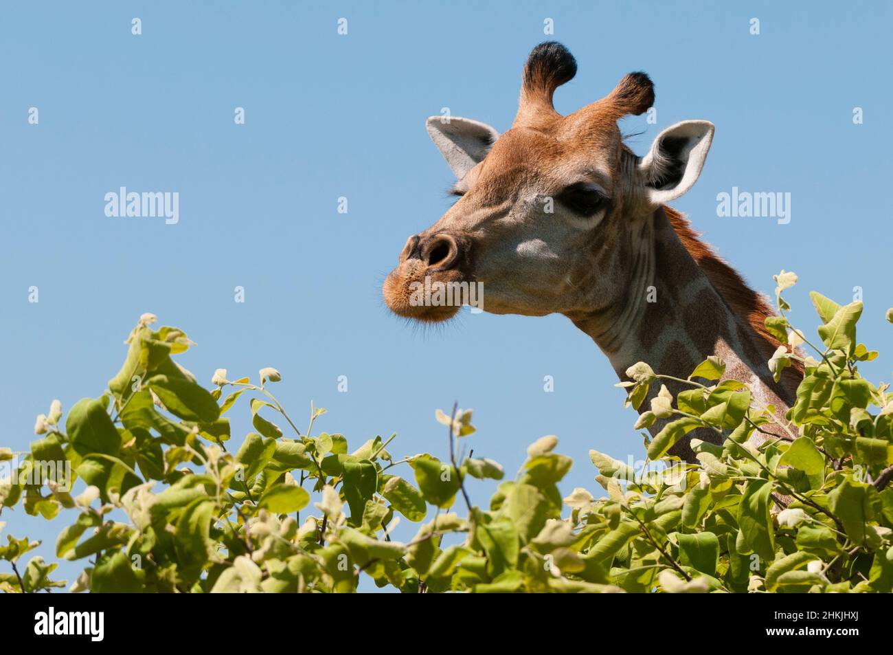 Female southern giraffe Stock Photo - Alamy