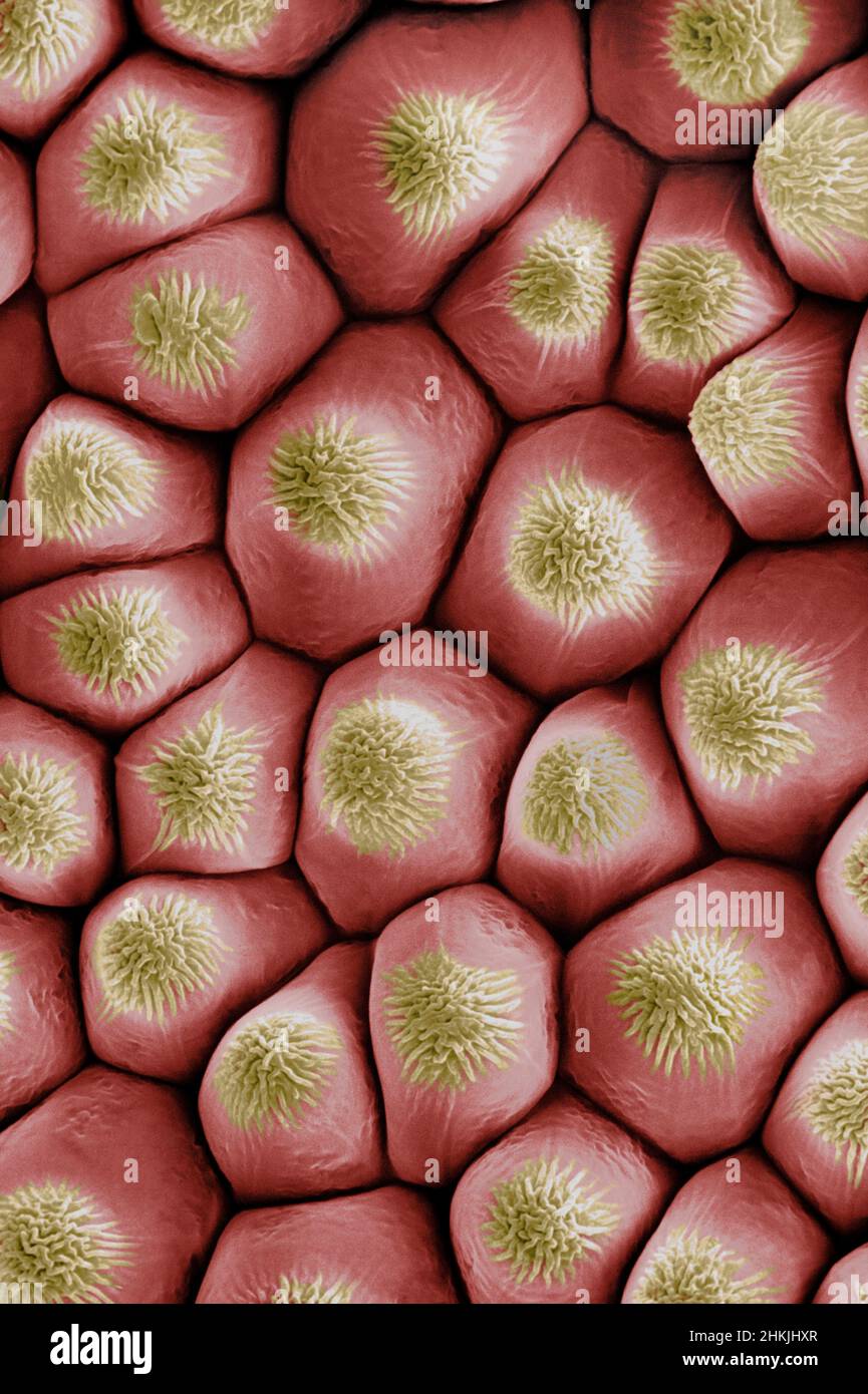 Surface structure of a rose peta Stock Photo - Alamy