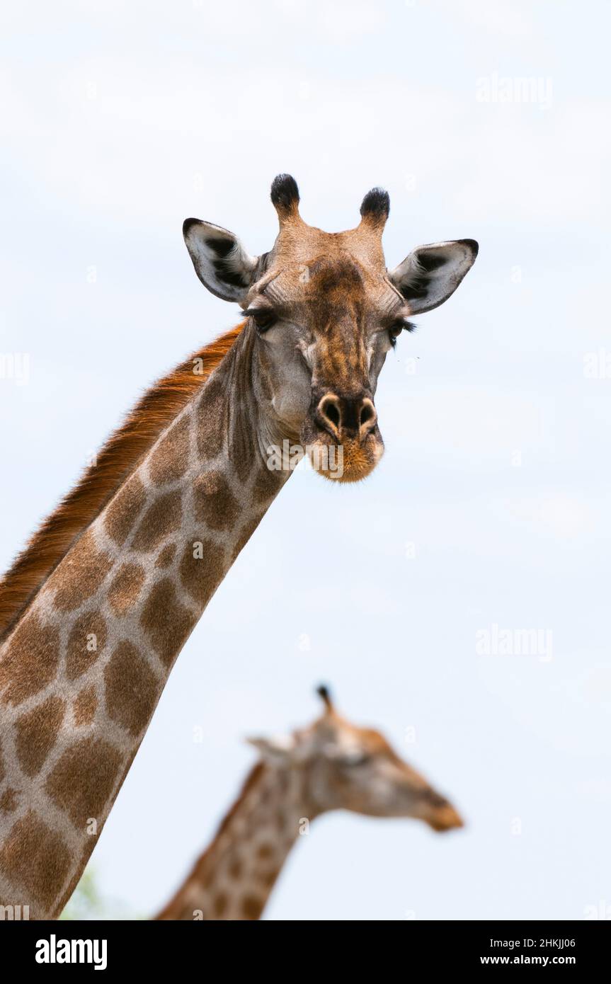 Female southern giraffe looking at the camera Stock Photo - Alamy
