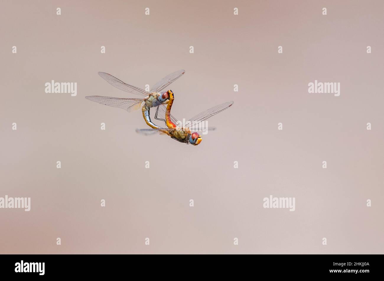 Two dragonflies mating in mid-flight Stock Photo - Alamy