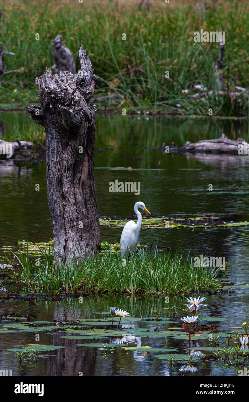 Great egret in a swamp Stock Photo - Alamy