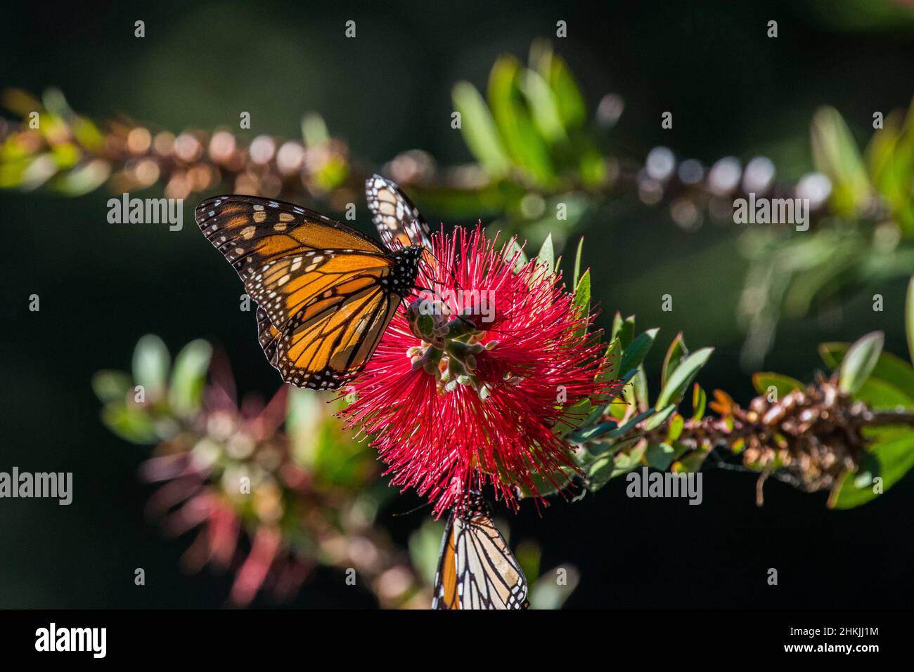 Pacific Grove Monarch Butterfly Sanctuary Stock Photo - Alamy