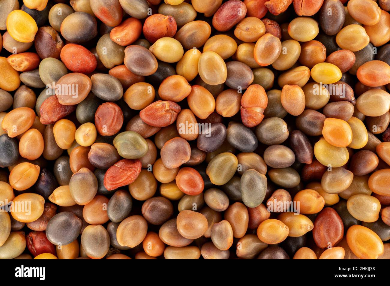 Trifolium resupinatum seeds, macrophotograph Stock Photo - Alamy