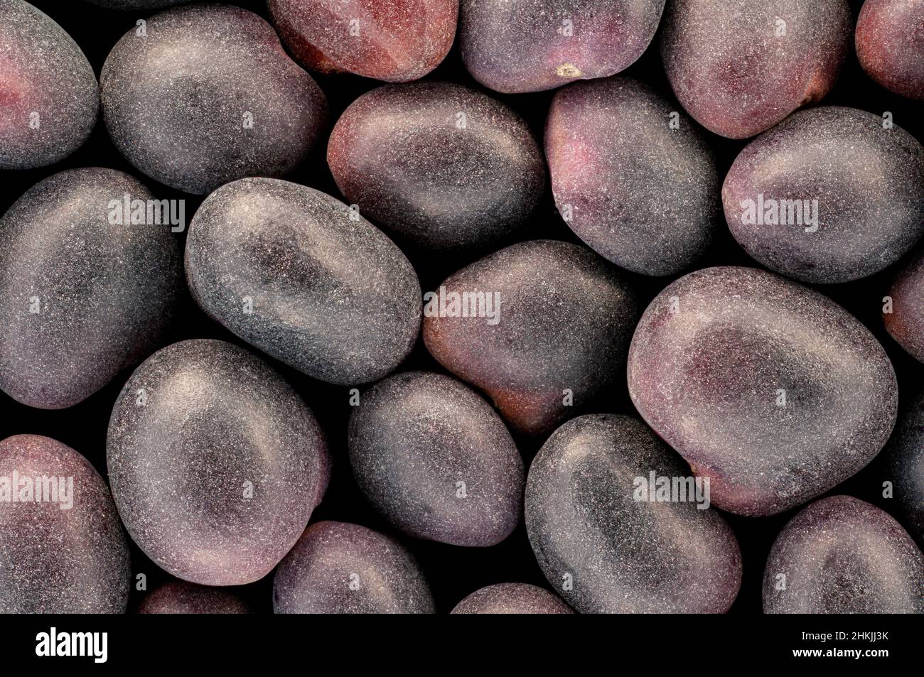 Trifolium subterraneum seeds, macrophotograph Stock Photo - Alamy