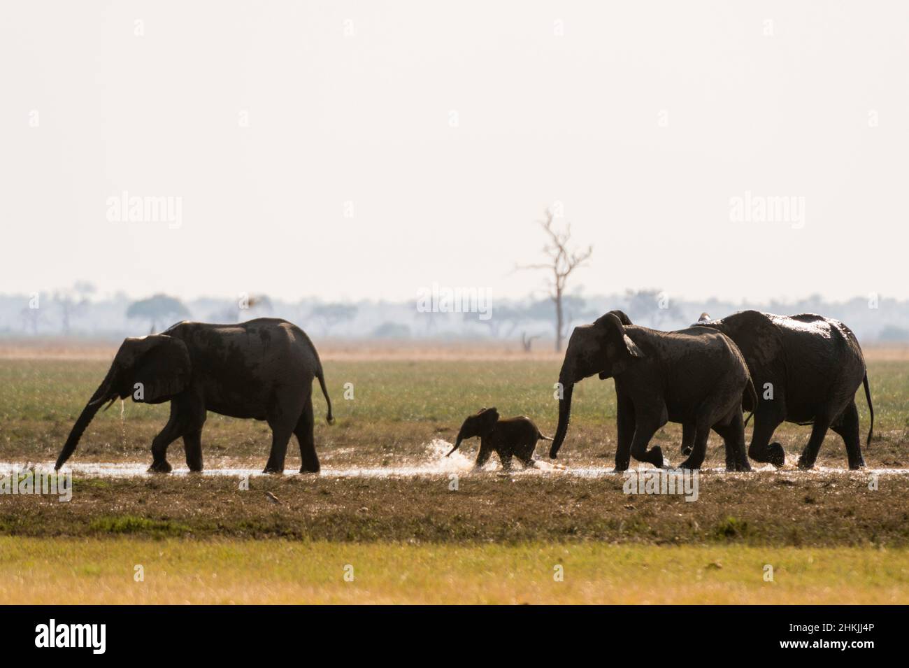 African elephant and calf running through water Stock Photo - Alamy