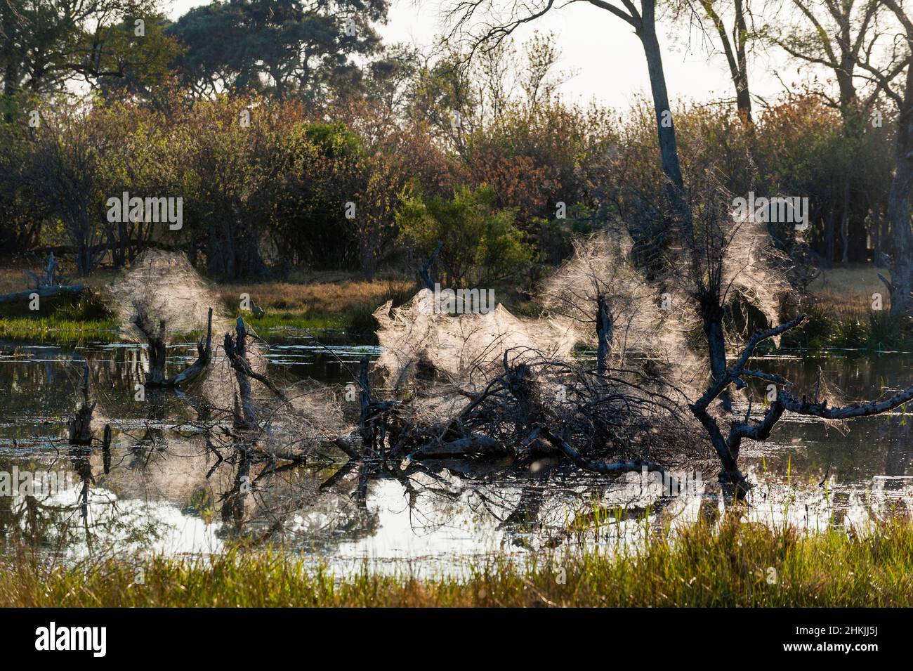Webs of community spiders in dead tree snags lying in water Stock Photo ...