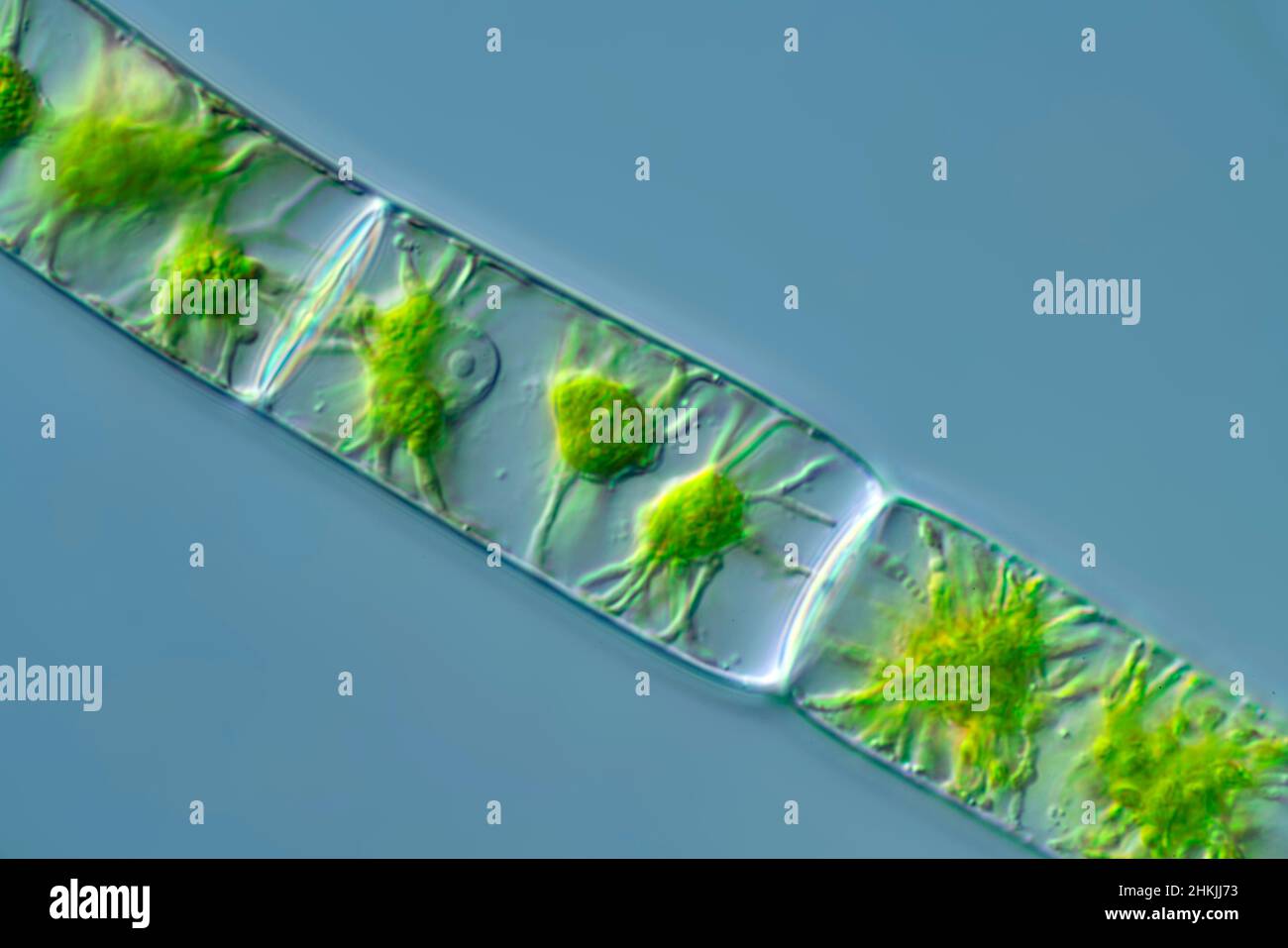Zygnema green algae, light micrograph Stock Photo - Alamy