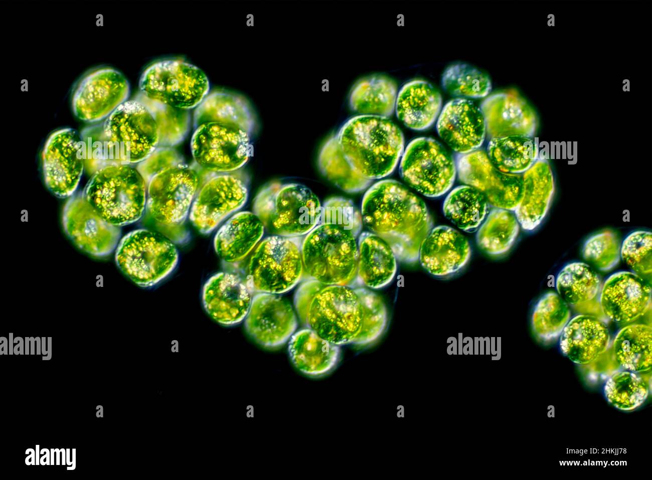 Pandorina green algae, light micrograph Stock Photo - Alamy