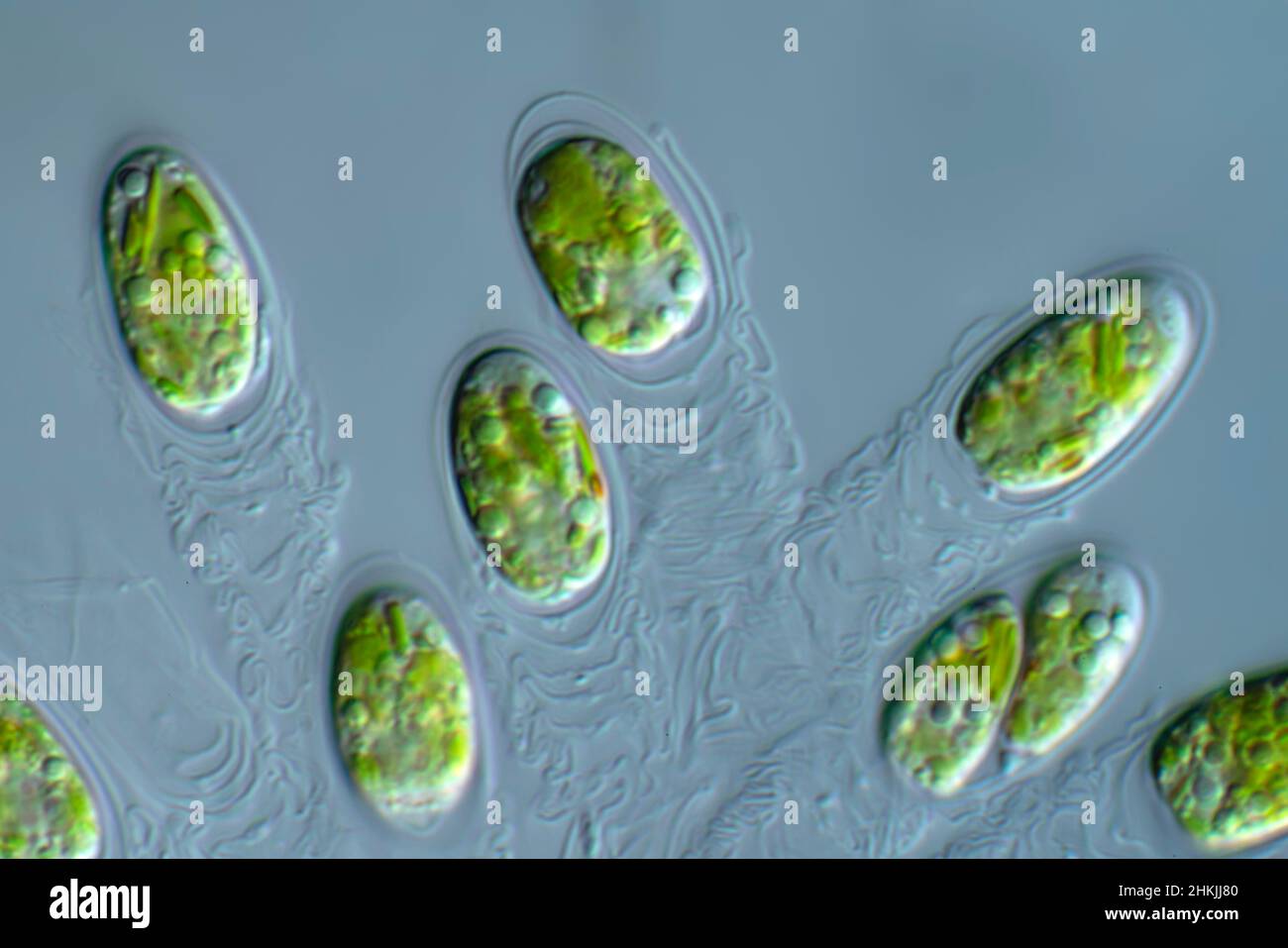 Tetraselmis green algae, light micrograph Stock Photo - Alamy