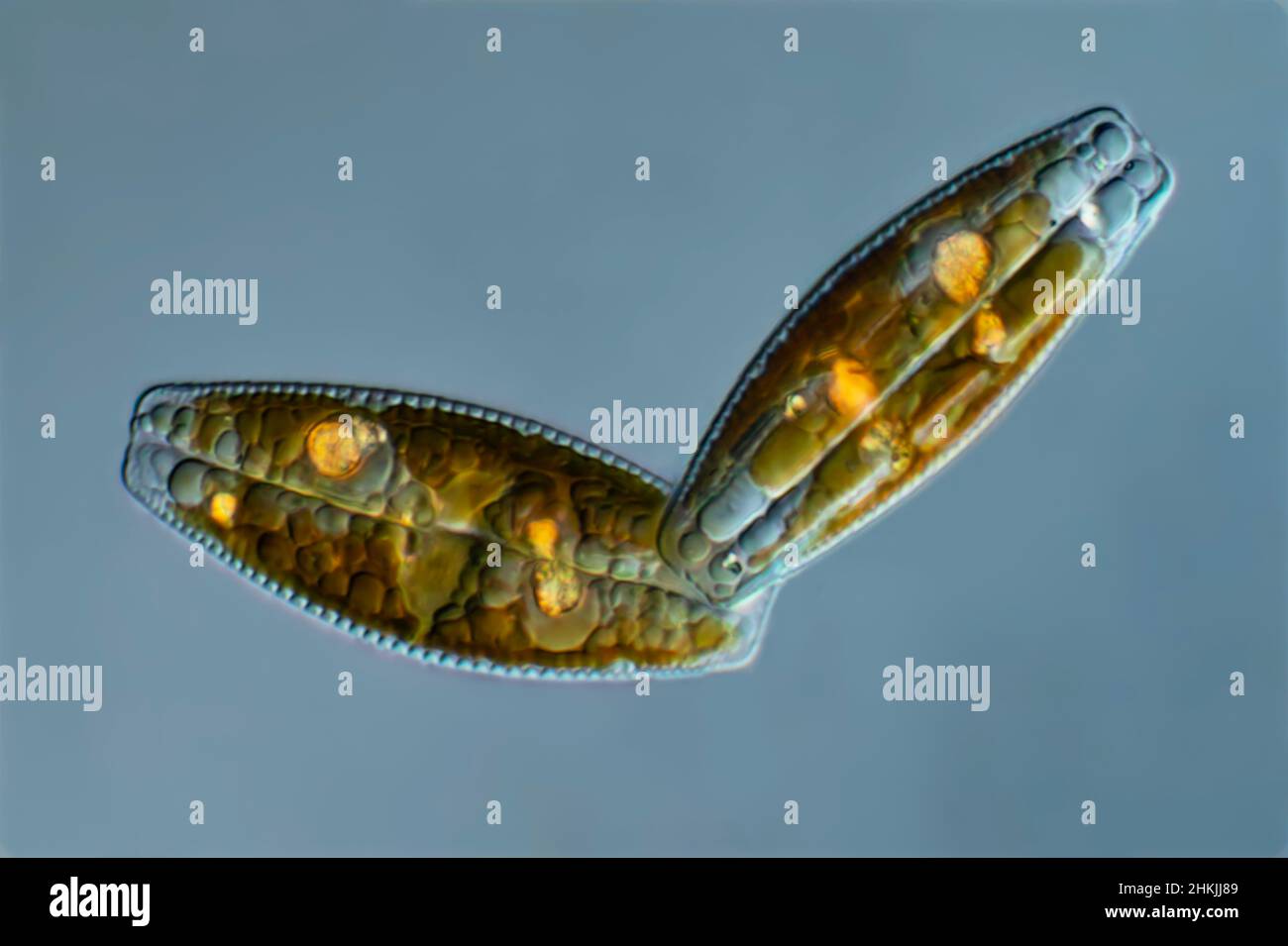 Cymbella diatoms, light micrograph Stock Photo - Alamy