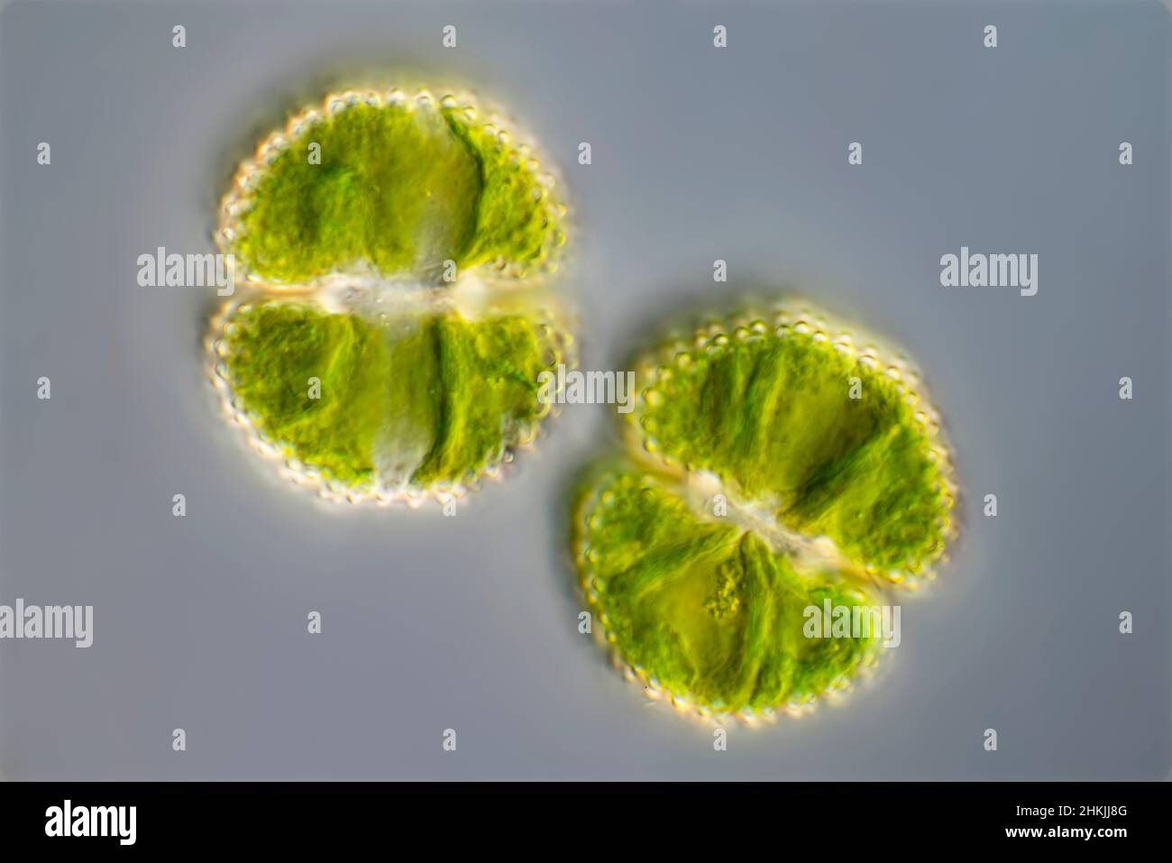 Cosmarium green algae, light micrograph Stock Photo - Alamy