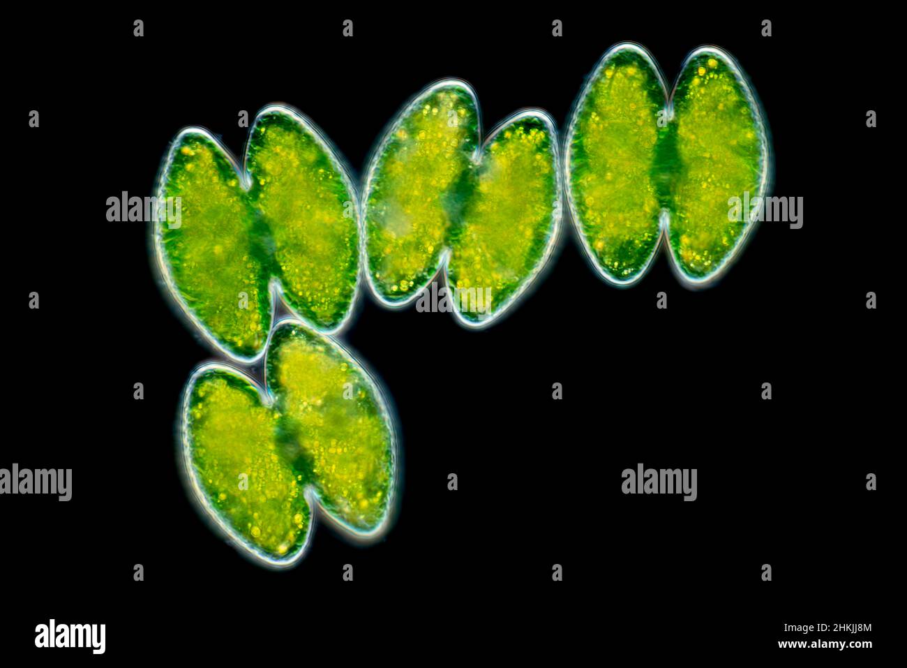Cosmarium green algae, light micrograph Stock Photo - Alamy
