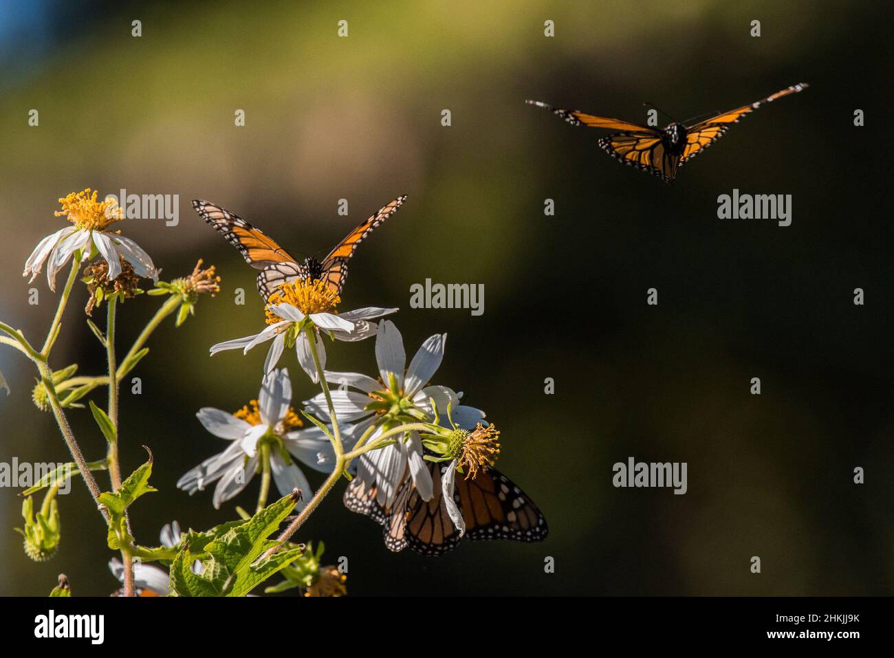 Pacific Grove Monarch Butterfly Sanctuary Stock Photo - Alamy