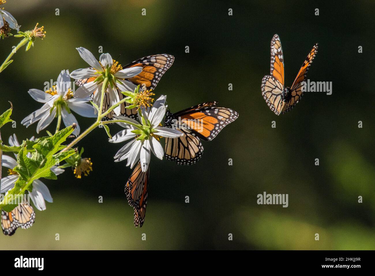 Pacific Grove Monarch Butterfly Sanctuary Stock Photo - Alamy