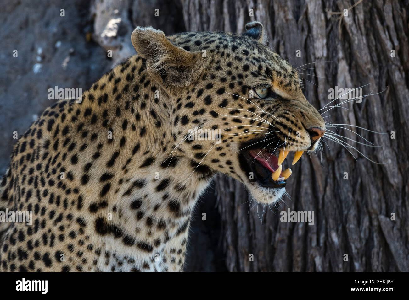 Leopard baring its teeth Stock Photo - Alamy